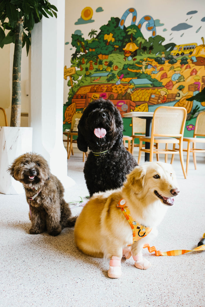 Dempsey Cafe - Mr. Bucket Chocolaterie